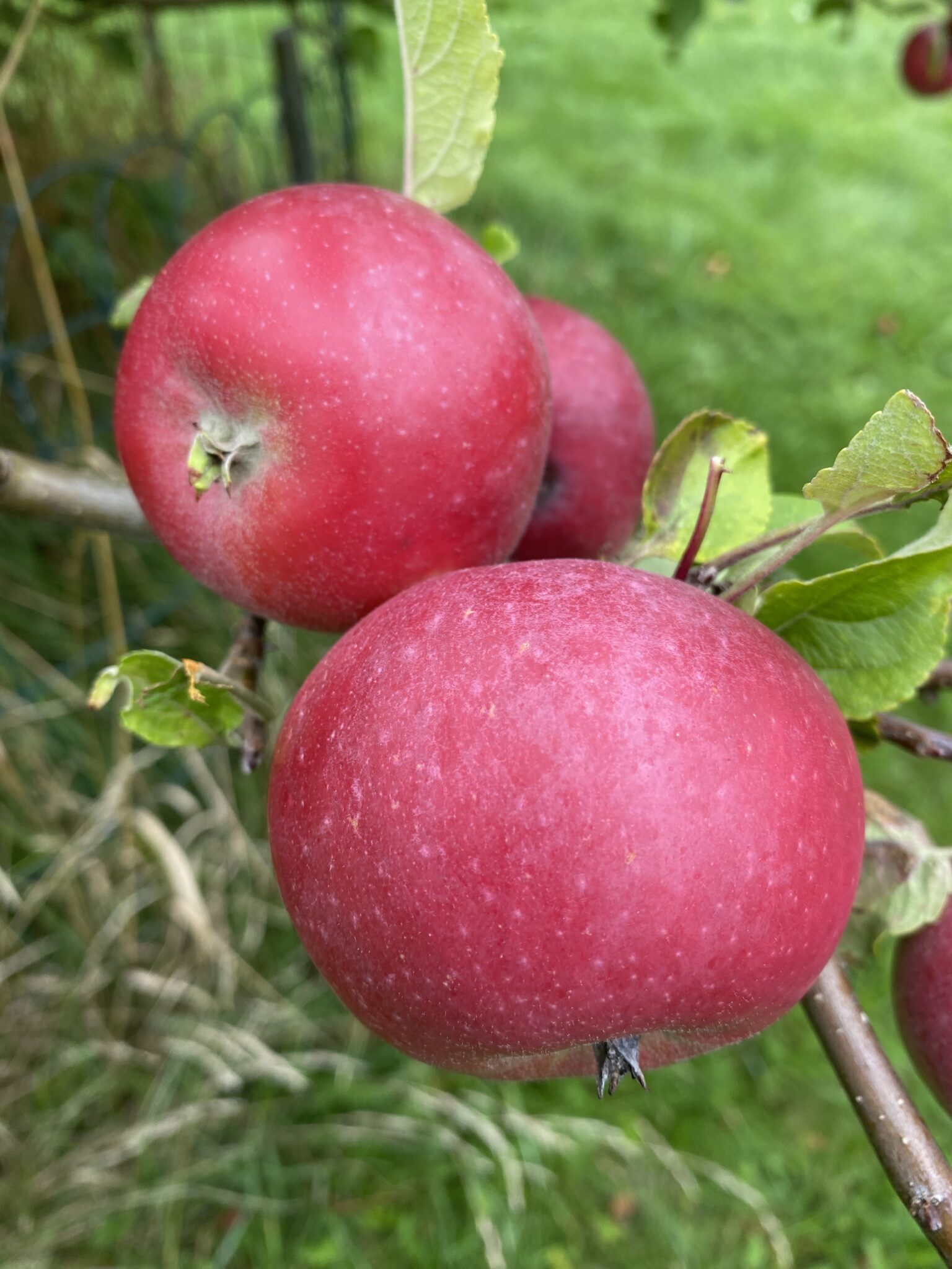 podekvister-av-eple-malus-domestica-holsteiner-cox-for-utsending-i